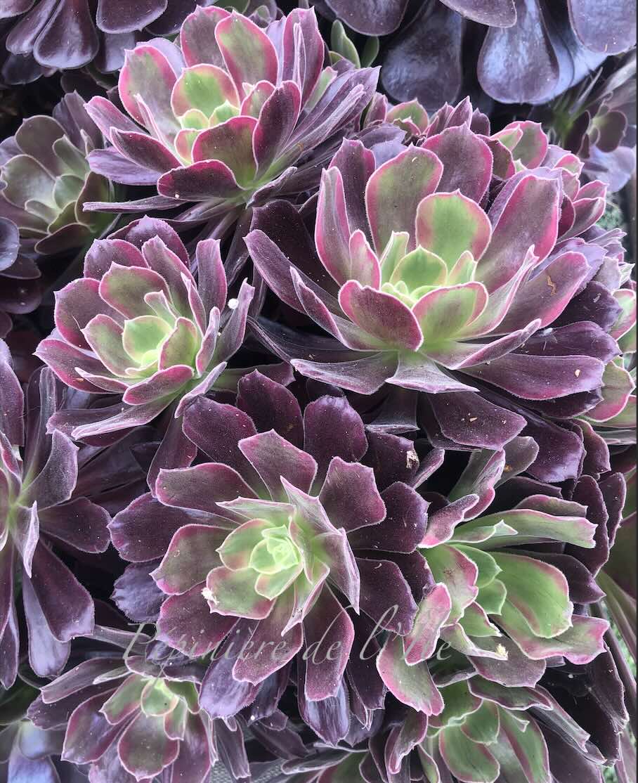 Aeonium Eden var - La pépinière de l'île de Bréhat