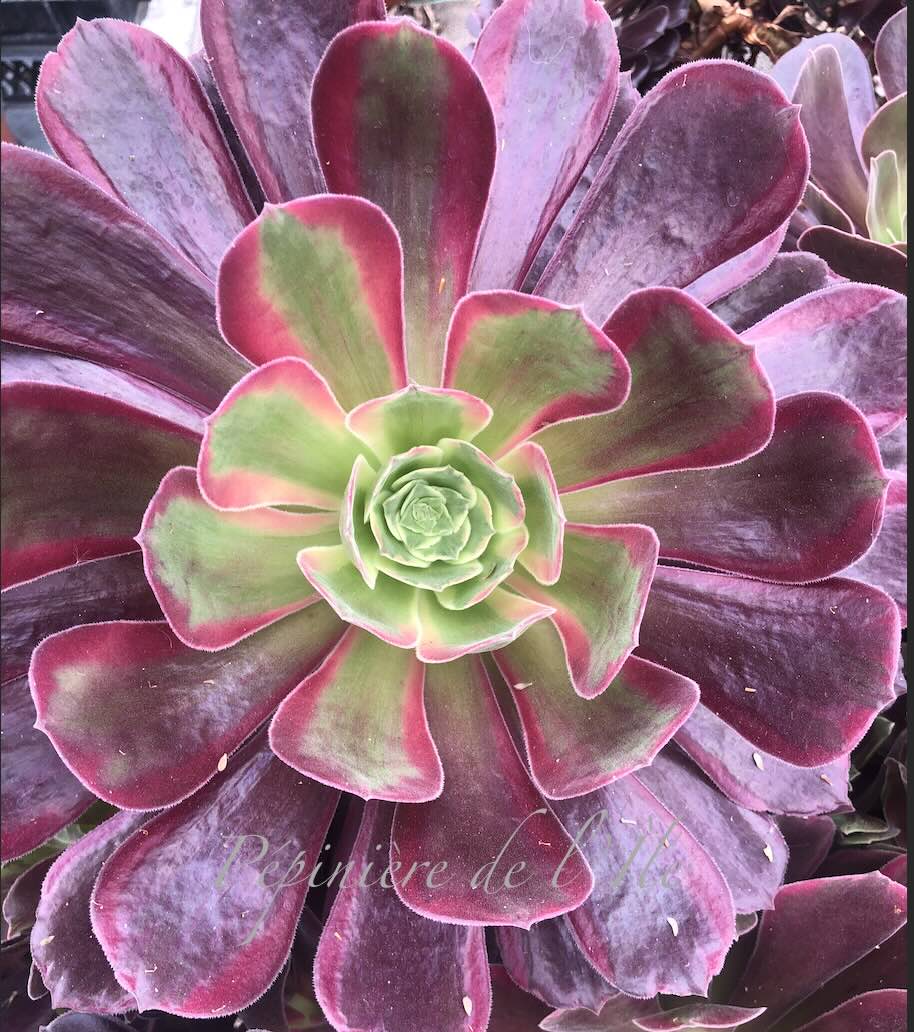 Aeonium Eden var - La pépinière de l'île de Bréhat