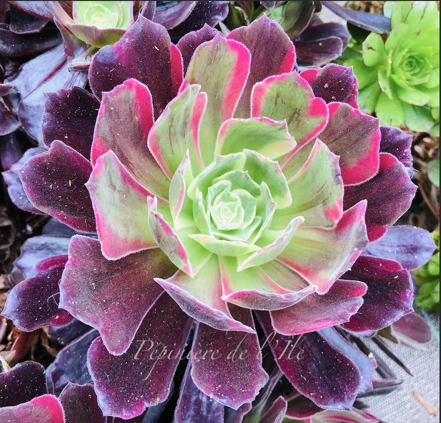 Aeonium Eden var - La pépinière de l'île de Bréhat